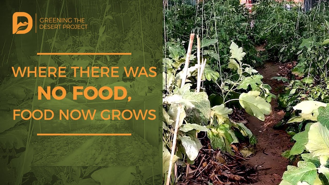Where There Was No Food, Food Now Grows! - Greening The Desert Project