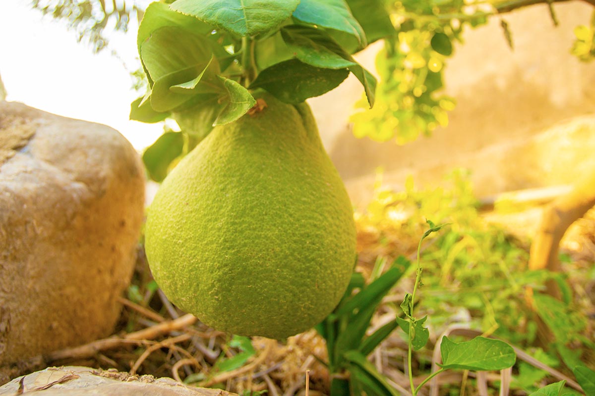Permaculture Experience Day Tour - Greening The Desert Project