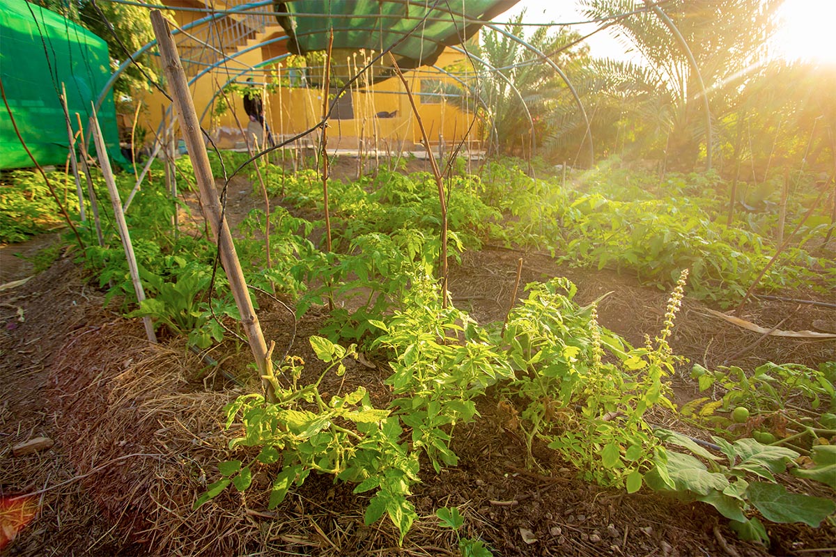 Desert Permaculture Garden