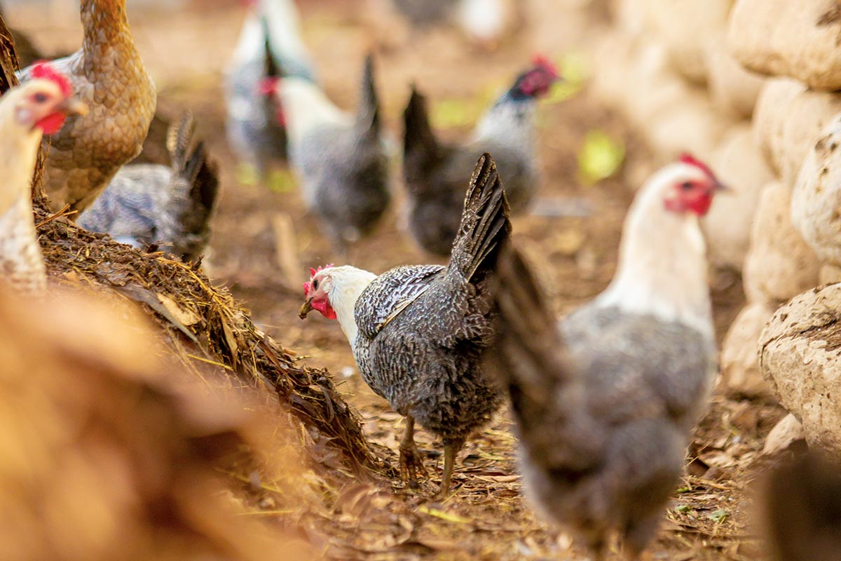 Permaculture Experience Day Tour - Greening The Desert Project